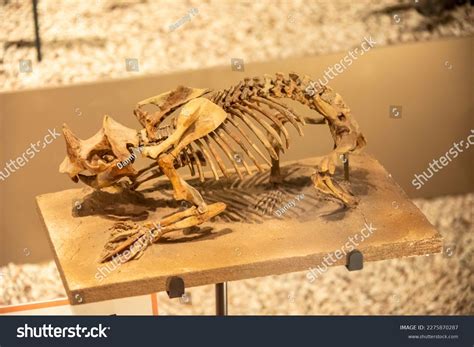Northern Pocket Gopher Skull