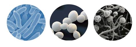 Euroapi On Linkedin R Cdmo Enzymes Brindisi Apisolutions