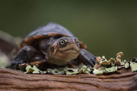 Today Is Worldturtleday Okavango Wilderness Project Facebook