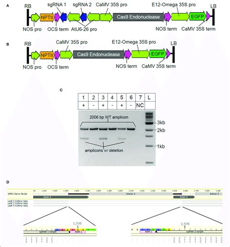 Vector Design And Demonstration Of Sgrna Activity In Vivo A T Dna