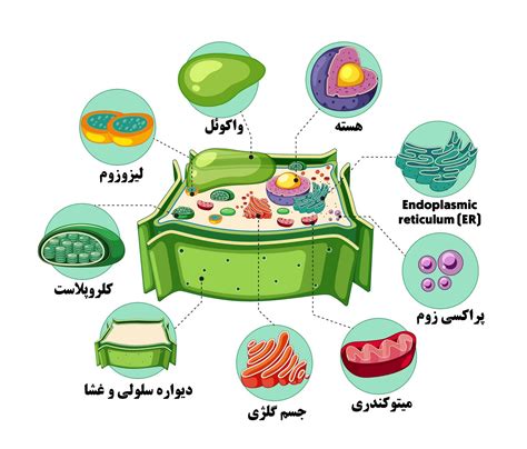 معماری سلول گیاه گیاه گستر شهر