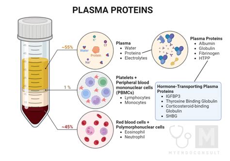 Plasma Proteins A Comprehensive Review My Endo Consult