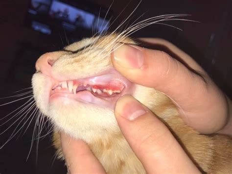 Stomatitis In Cats I Love Veterinary