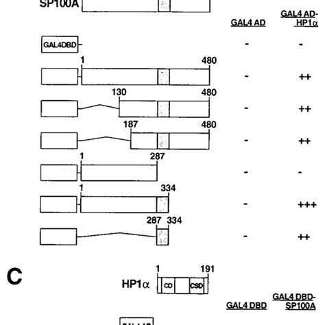 Yeast Two Hybrid Interaction Experiments A A Lexa Dbd Fusion Of Download Scientific Diagram