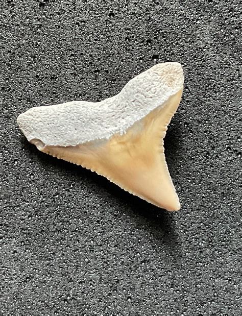 Carcharhinus Leucas Bull Shark Bone Valley Shark Tooth Etsy