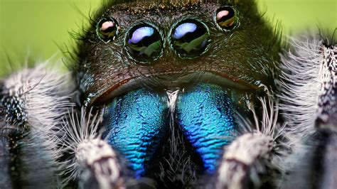 Why Do Conkers Keep Spiders Away Lbc
