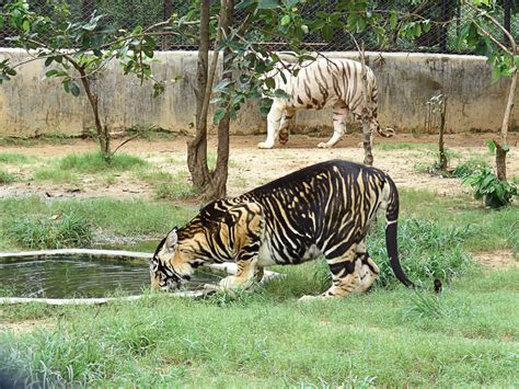 Secrets Of Ultrarare Black Tigers Revealed Scientific American