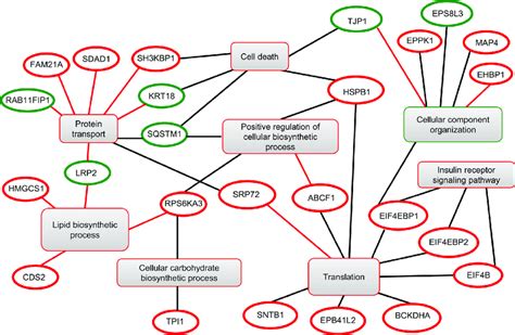 Functional Clustering Of The Differentially Modulated Phosphoproteins
