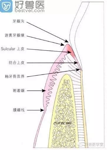 牙本质牙骨质界位置牙牙骨质界是哪里釉牙骨质界位置图片第12页大山谷图库