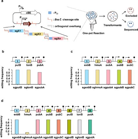 Rapid And Smart Multiplexed Base Editing With High Efficiency A Download Scientific Diagram