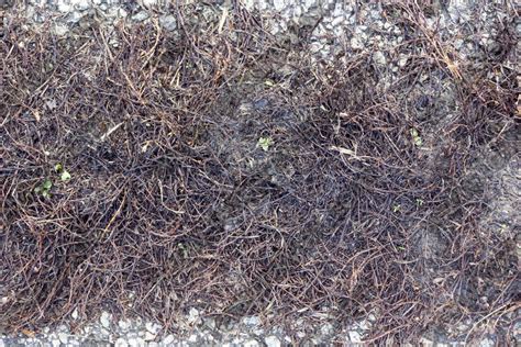 Dead Plants 0001 Texturemax