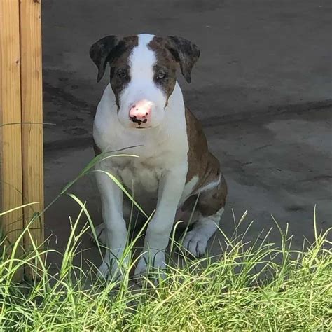 The Bull Terrier Pitbull Mix Is An Instant Mood Fix