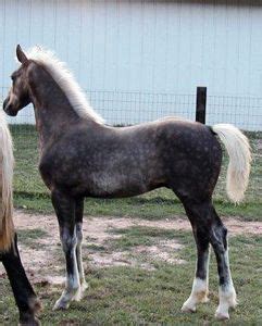 Silver Dapple Warmblood