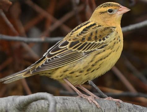 The Bobolinks — Jan Deblieu