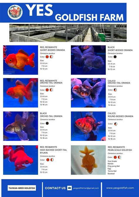 認識我們 阿岳金魚 全台最大觀光金魚場