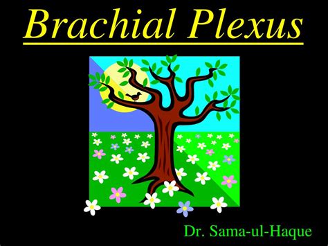 Ppt Brachial Plexus Powerpoint Presentation Free Download Id 2995316