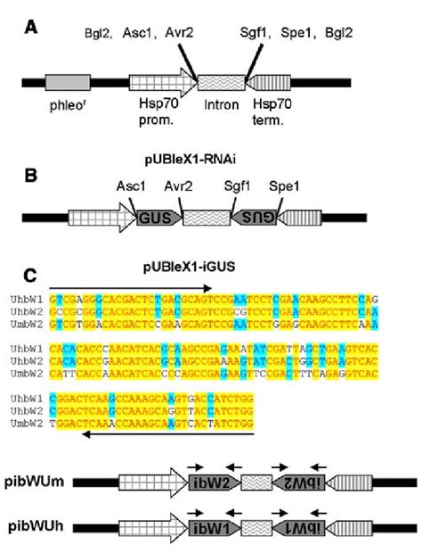 Construction Of Rnai Vectors A Publex1 Rnai Plasmid A 262 Bp Intron