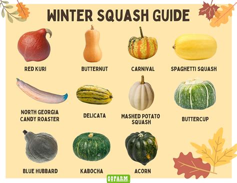 Winter Squash Guide