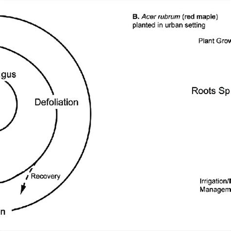 Tree Mortality Spirals Depicting An Example Tree In A Natural Forest Download Scientific