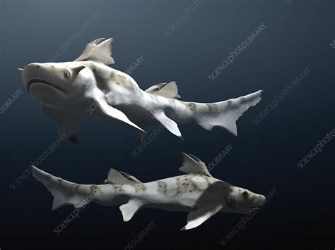 Hybodus Shark Stock Image E4450292 Science Photo Library