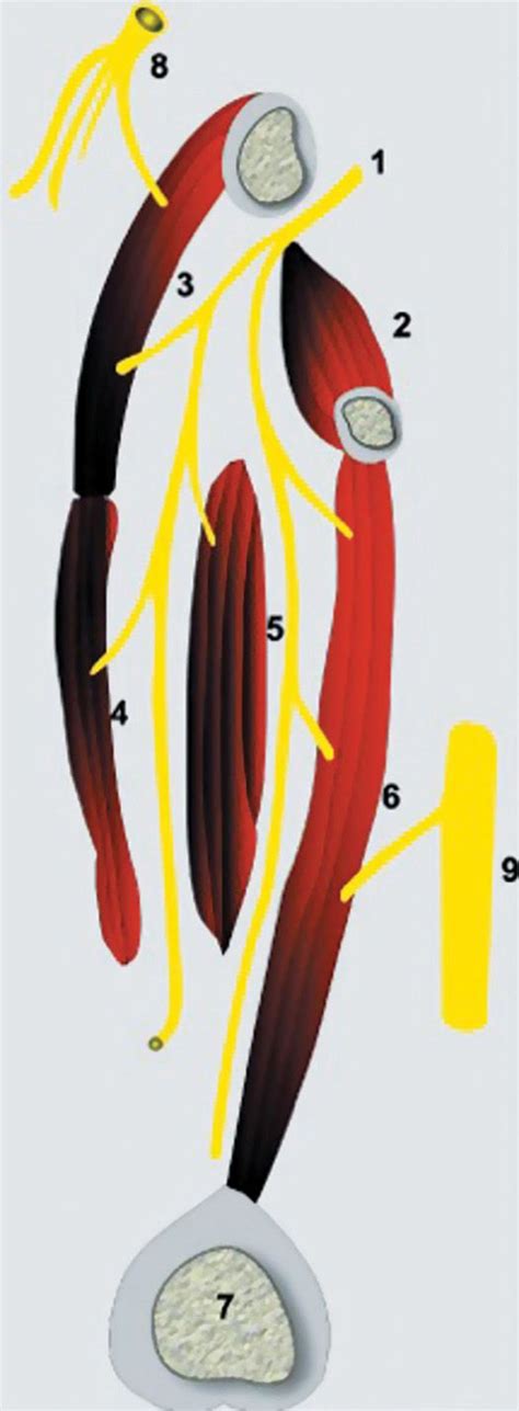 Obturator Nerve Block Anesthesia Key