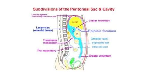 Peritoneum Structure And Function Anatomy Pptx