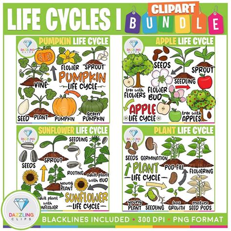 Life Cycles Clip Art Bundle Instant Download Educational Clipart