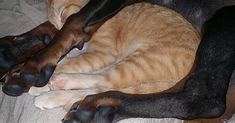 My Doberman And Rescue Kitten Always Sleep Like This Imgur