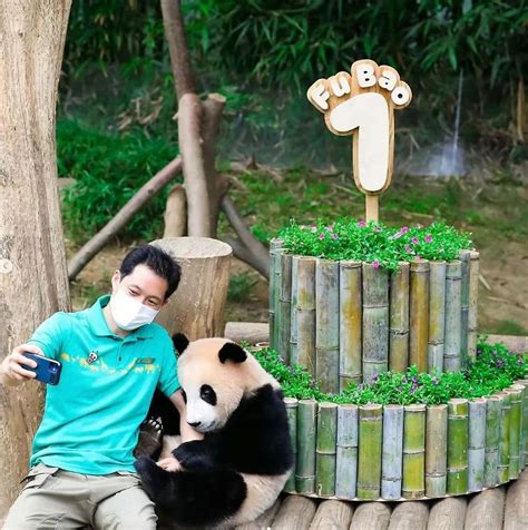 바오 가좍 내일 생일이라는 아기판다 Daum 카페 바오 가좍 내일 생일이라는 아기판다 Daum 카페