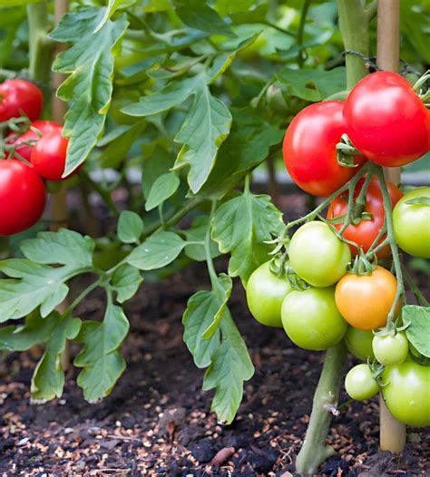 How Deep Do Tomato Roots Grow