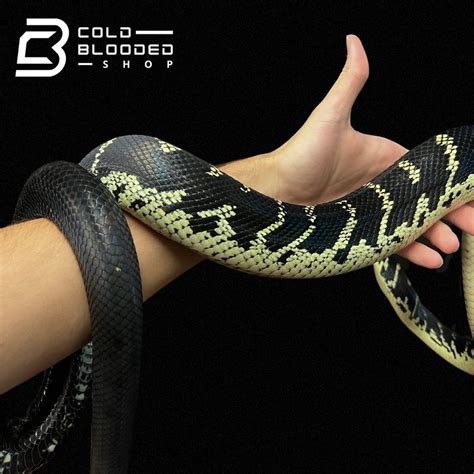 Male Boelens Python Simalia Boeleni
