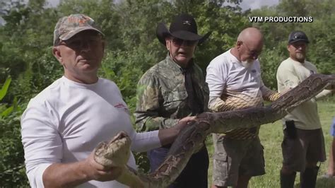 Giant Python Captured In Everglades