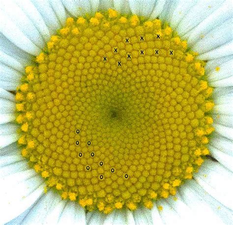 Fibonacci Flowers A Naturalist S Journal