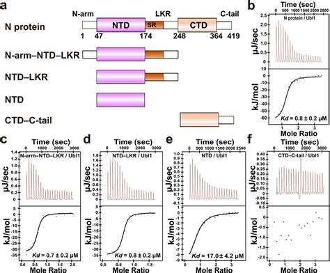 itc measurement of the binding affinity between sars cov 2 n and ubl1 a