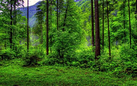 Green Forest Photo Hd Forest Wallpaper Forest Photos Green