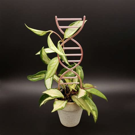 Dna Trellis For Climbing Plants 3d Printed Double Helix Trellis For