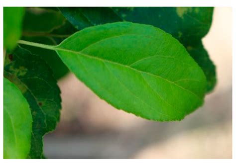 Disease Detection In Apple Leaves Using Deep Convolutional Neural Network