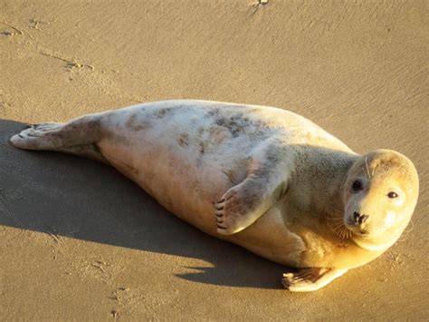 Premium Photo Pinniped