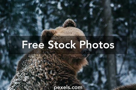 Bear Hibernating Photos Download The Best Free Bear Hibernating Stock