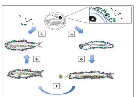 2 2 Colonisation Et établissement Du Microbiome Pendant Le