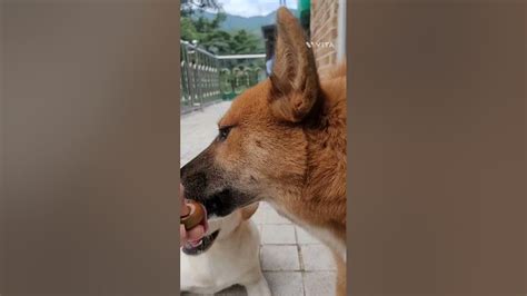 방울 토마토 보고 입맛 다시는 메리♡ 먹고 싶은 눈으로 쳐다 보는 복마니♡ Youtube