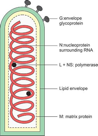 Rabies Virus Diagram