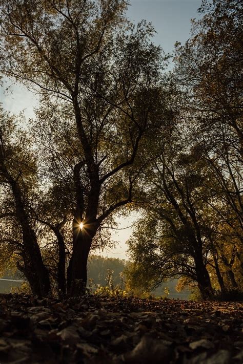 Imagem Gratuita Caminho Da Floresta Estrada Da Floresta Raio De Sol