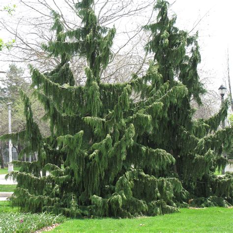 Southwood Cypress False Weeping 10 Southwood