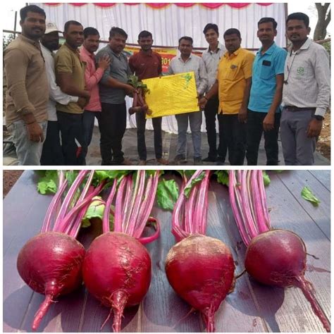 Sanjeev Kumar Thakur On Linkedin Crop Variety Kaveri