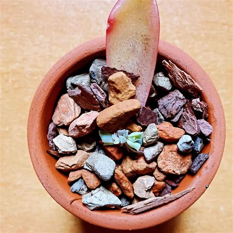 Propagation Progress R Succulents