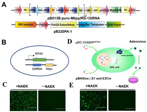 Generation Of Premature Termination Codon Ptc Harboring Pseudorabies