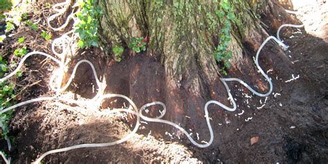 Tree Injection For Pesticides Why It Is Great For Tree Care And The Community At Large Cohen