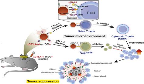 연세대 홍진기 교수팀 인공 나노 수지상세포를 이용한 차세대 암 백신 플랫폼 개발 Professor Jinkee Hongs Group At Yonsei University