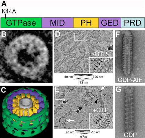 Dynamin Self Assembles And Tubulates Lipids A Scheme Of Dynamin Download Scientific Diagram